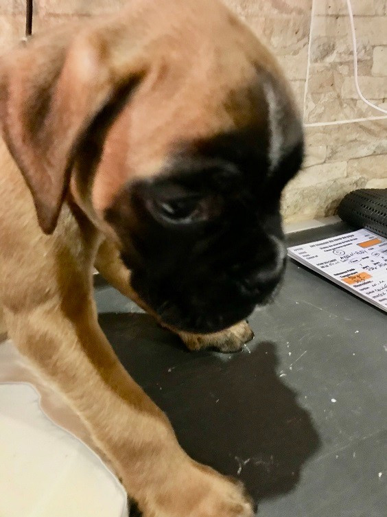 Liens - Elevage de boxers 95 val d oise Ile-de-france